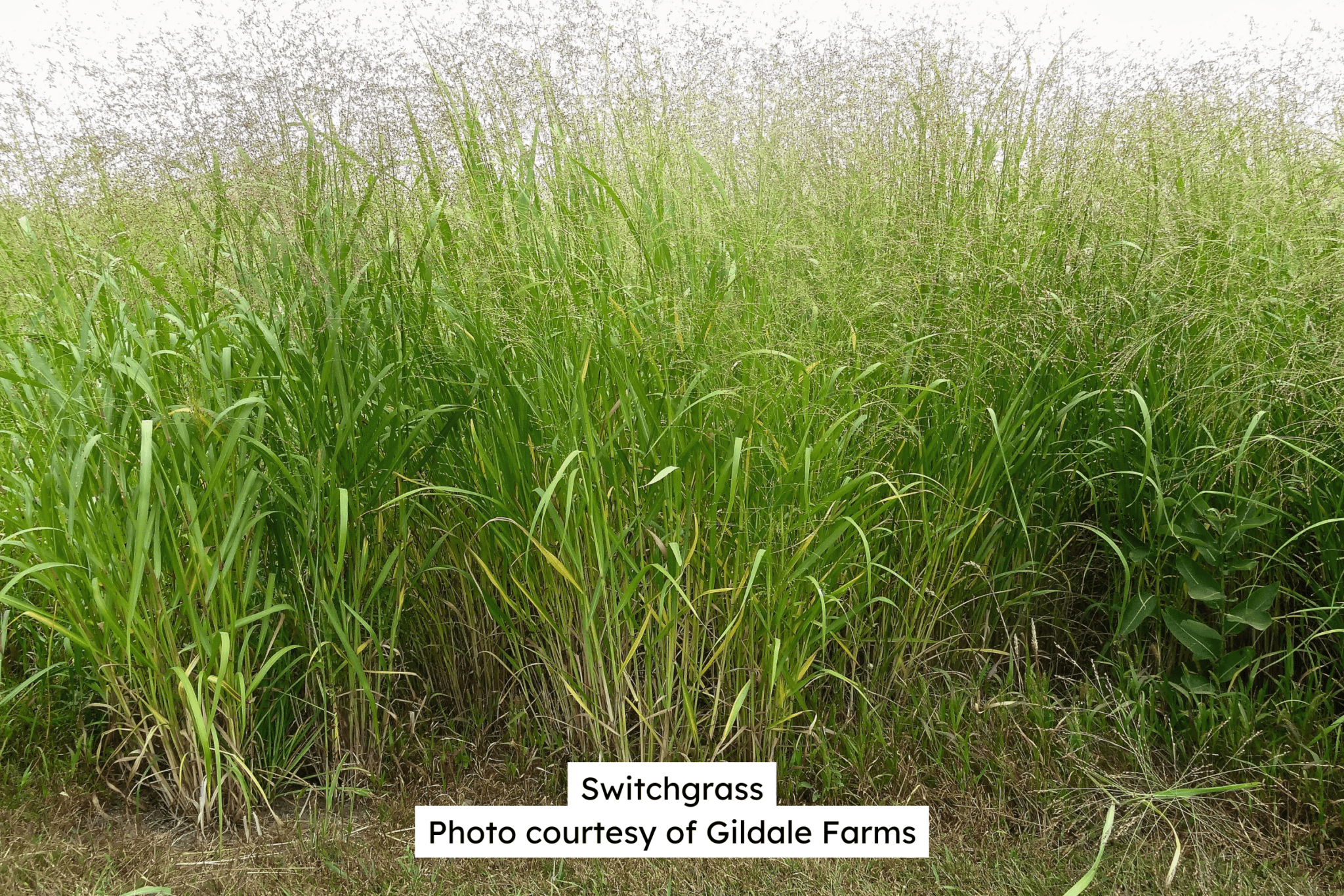 GoForages – Ontario Forage Network